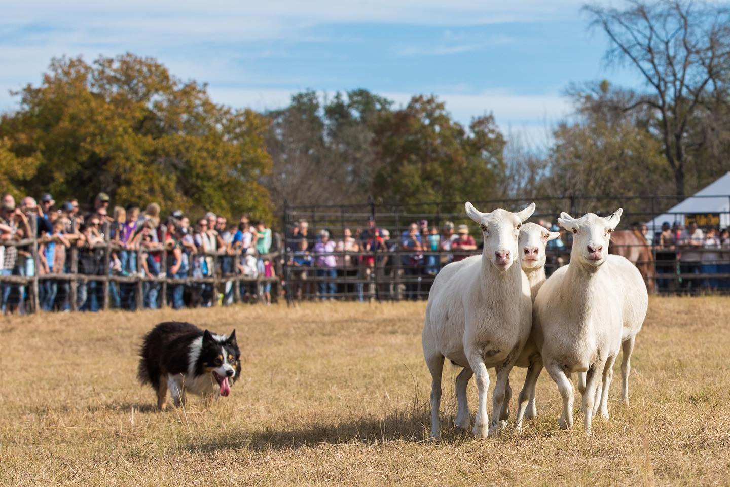 Things To Do - Thanksgiving weekend Homestead Fair