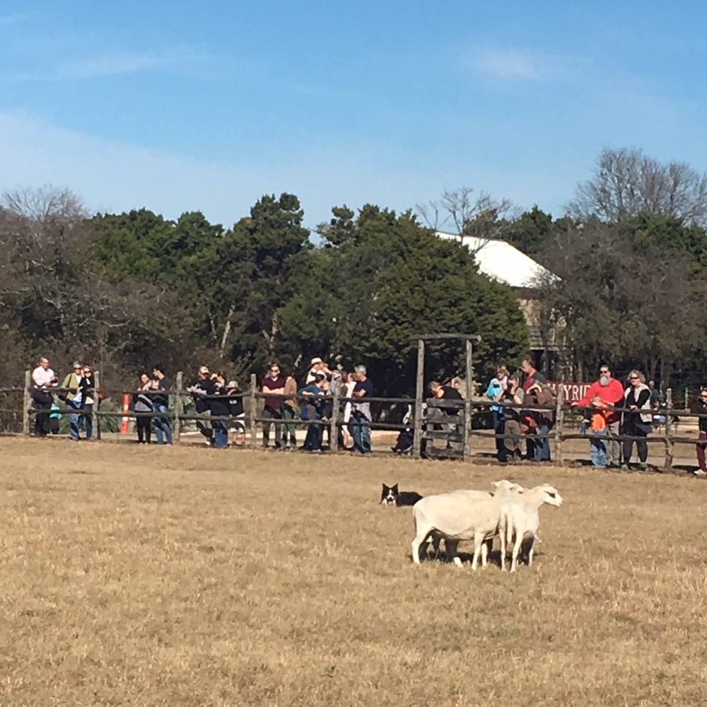 Sheep Dog Herding Goats Demonstration - Thanksgiving weekend Homestead Fair