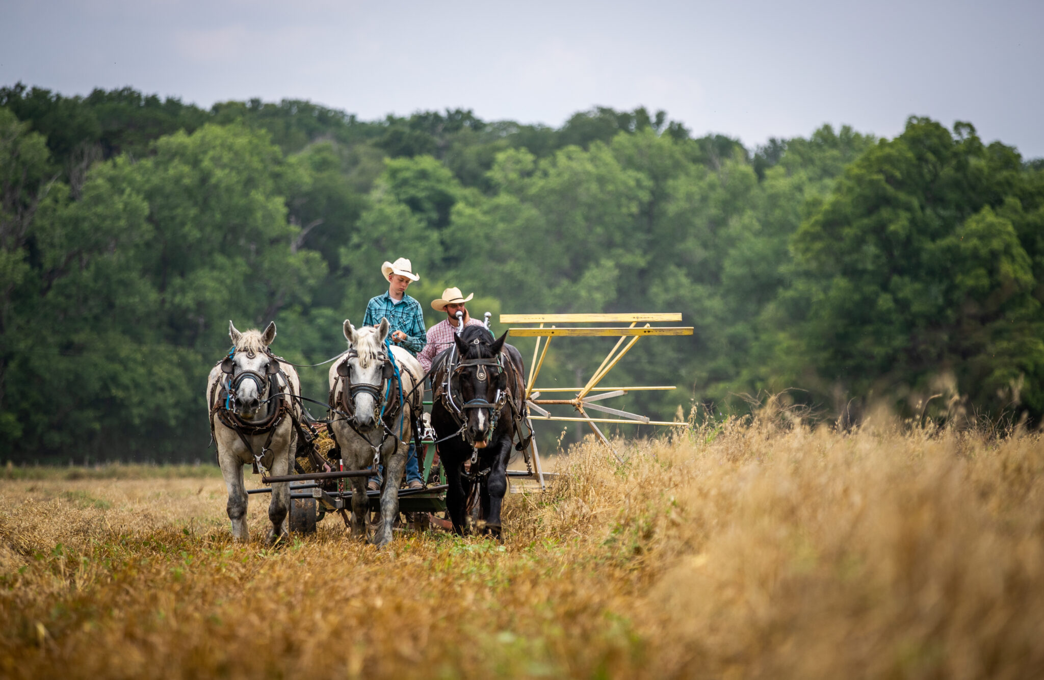 Home - Homestead Fair